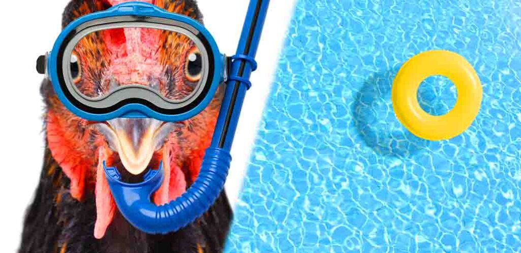 Can Chickens Swim or Float on Water?