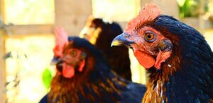 Black Star Chickens - Is This The Friendliest Laying Breed Of All?