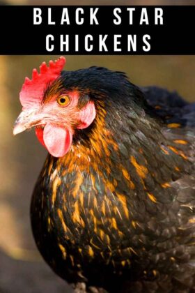 Black Star Chickens - Is This The Friendliest Laying Breed Of All?