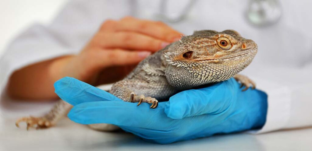 MBD Bearded Dragon - What It Means, And What You Need To Do