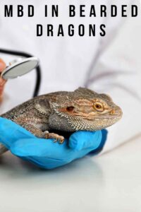 MBD Bearded Dragon - What It Means, And What You Need To Do