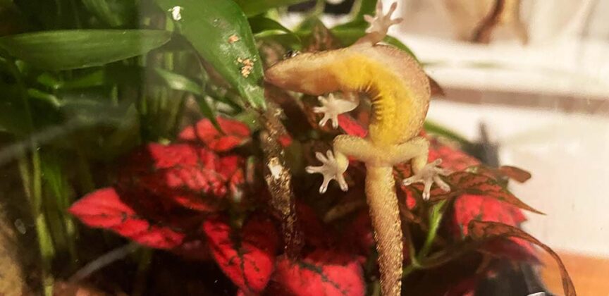 Mourning Gecko Breed Traits and Care