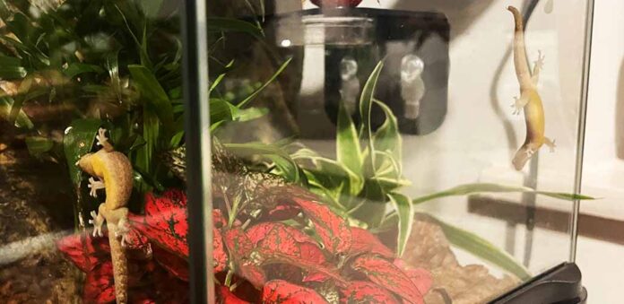 Mourning Gecko Breed Traits and Care