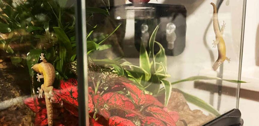 Mourning Gecko Breed Traits and Care