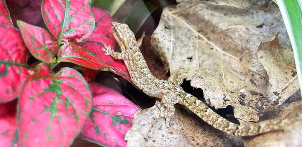 Mourning Gecko Breed Traits and Care