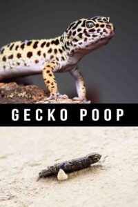 Gecko Poop - What's Normal And What's Not?