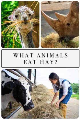 What Animals Eat Hay? 10 Animals Who Love Eating Hay!