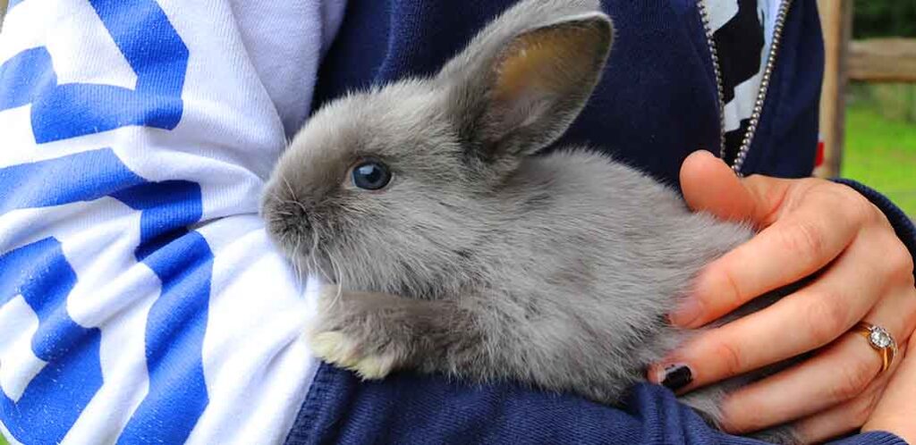 Satin Rabbit - The World's Softest, Shiniest Bunny?