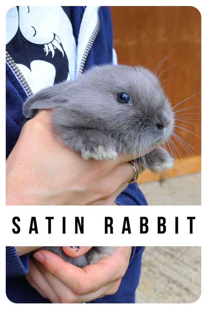 Satin Rabbit - The World's Softest, Shiniest Bunny?