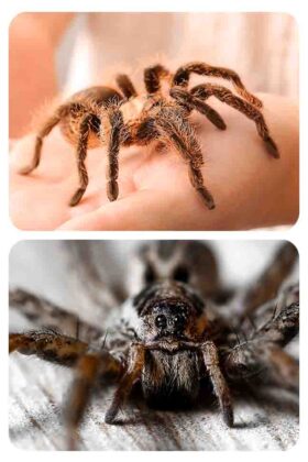 What Is The Difference Between a Spider and a Tarantula?