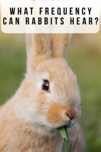 What Frequency Can Rabbits Hear Sounds At?