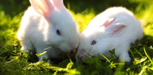 Why Do Bunnies Rub Their Chin On Things?