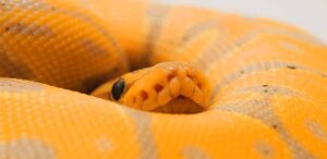 Banana Ball Python Genetics