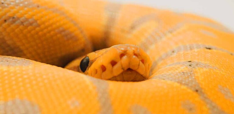 Banana Ball Python Genetics