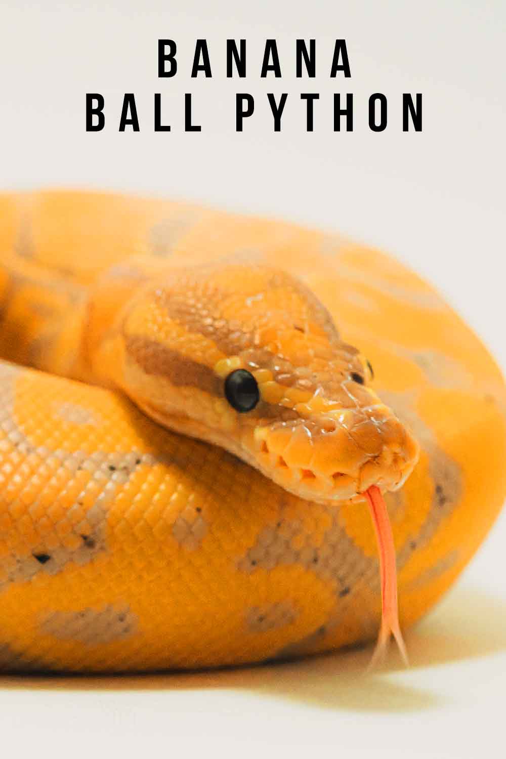 Banana Ball Python Genetics