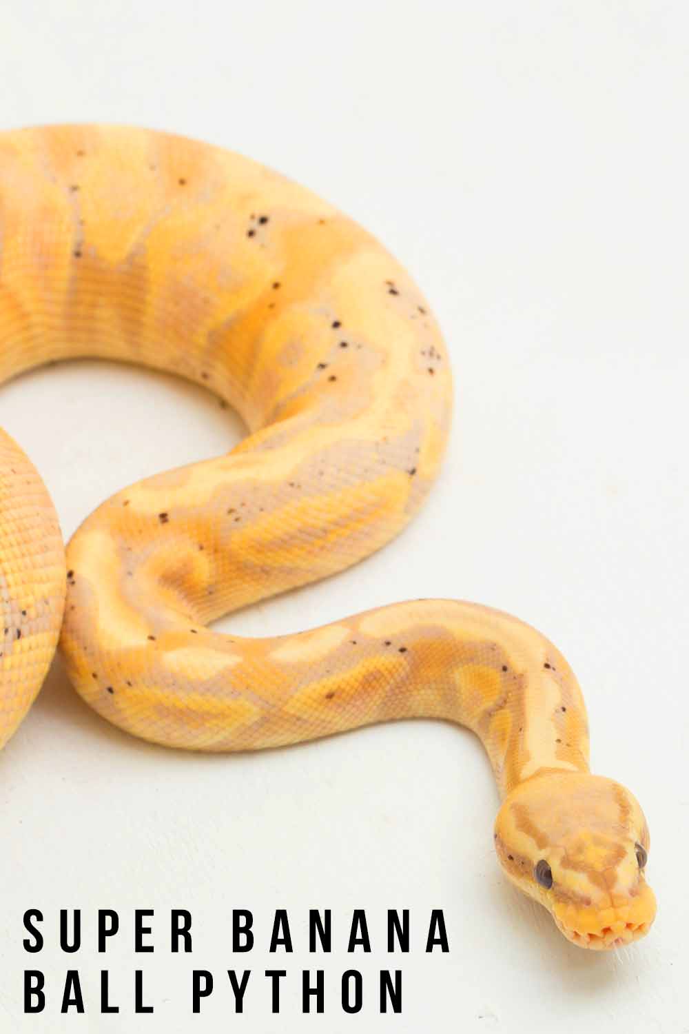 Banana Ball Python Genetics