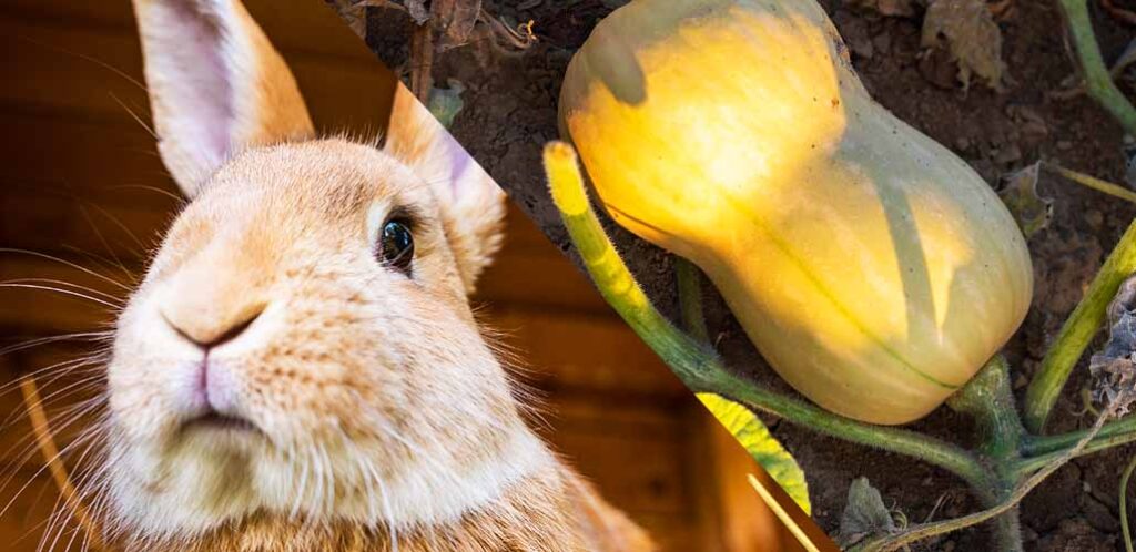 Can Rabbits Eat Squash, Or Will It Harm Them?