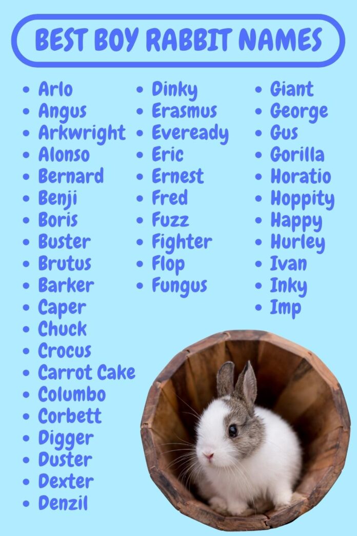 Boy Bunny Names - 200 Brilliant Ways To Name Your Male Rabbit