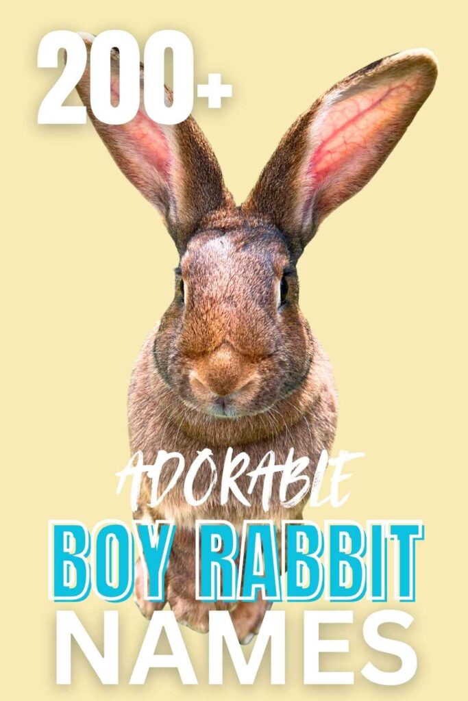 Boy Bunny Names - 200 Brilliant Ways To Name Your Male Rabbit